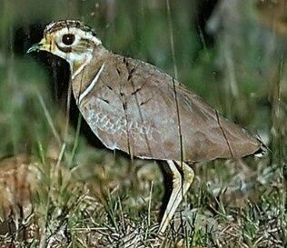 Kalivi kodi | ఈ పిట్టను పట్టినా, కనిపెట్టినా కోట్లే! | Kalivi kodi - A ...