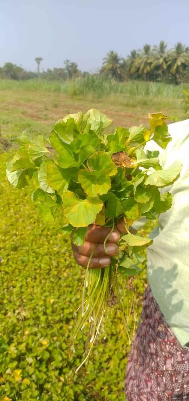 అతడి పోలమే ఒక ఔషధశాల | How Andhra Farmer converted Tippateega in ...